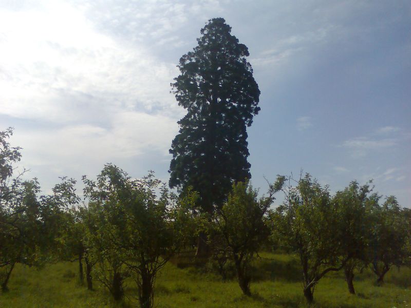 Sequoia, nu sequoia... - e-redoo.ro